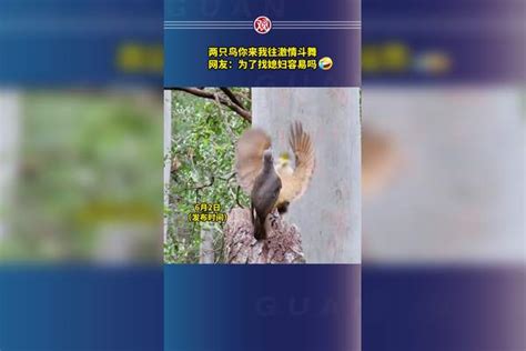 两只鸟你来我往激情斗舞，网友：为了找媳妇容易吗