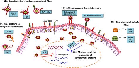 Frontiers In The Crosshairs Rna Viruses Or Complement