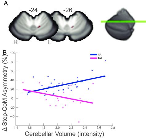 Group Differences In Cerebellum Volume And Step Com Results A Results