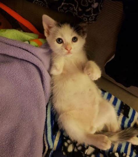 Kitten With A Stubby Leg Runs Around With His Sister In Bliss After