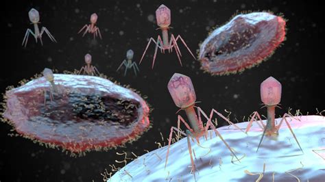 Terapia De Fagos Cómo Un Coctel De Virus Salvó La Vida De Una