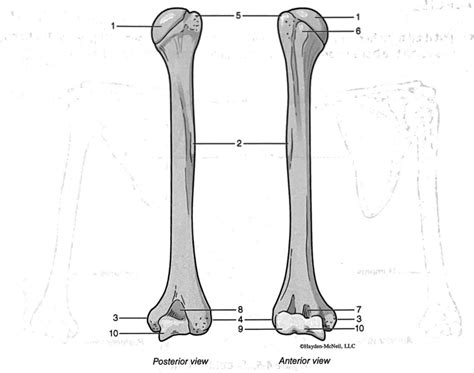 Humerus Diagram Quizlet