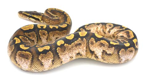 Calico Ball Python Traits Morphpedia
