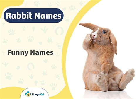 100 Funny Rabbit Names For Your Silly Bunny The Vet Desk
