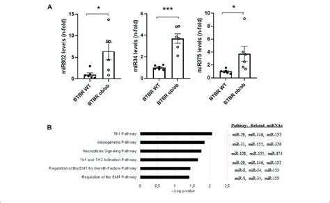 Mirna Rt Qpcr Validation And Assessment Of Key Pathways And Mirnas