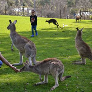 Phillip Island Wildlife Park Victoria