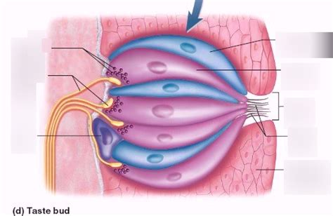 Taste Buds Diagram