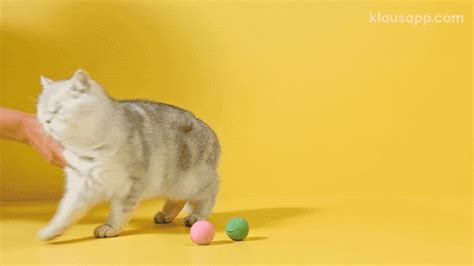 Cat Playing  By Klaus Find And Share On Giphy