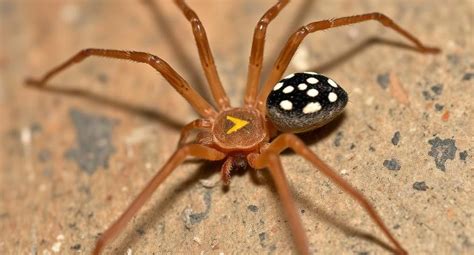 7 Types Of Black Widow Spiders Identification With Pictures