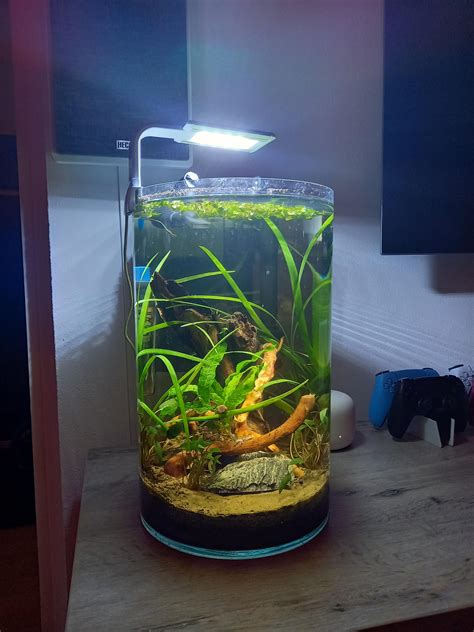 My Very First Aquascape I Started Small R Aquascape