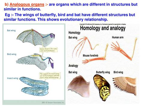 Birdcage Analogy Definition At Shawna Mchenry Blog
