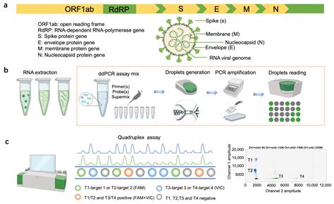 Quadruplex Droplet Digital Pcr Assay For Screening And Quantification
