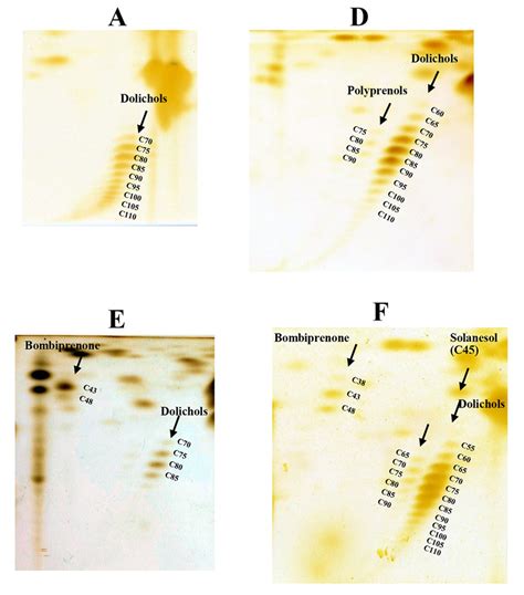 2d Tlc Chromatograms Of Polyisoprenoid Hexane Extracts From Ae
