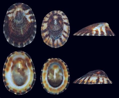 Lottia Tenuisculpta 3625454