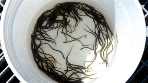 American Eels At The Mystic Lakes Medford Ma Youtube