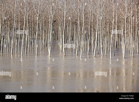 Tree In The Full River Spring Landscape With Birch Trees And Melt Water On The Lake Or River