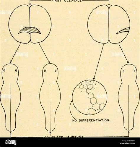Embryology Embryology Embryology Genealogy Top View Side View First Cleavage Complete