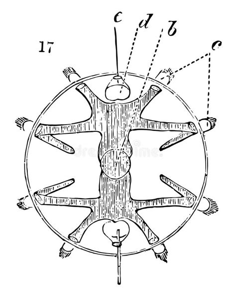 栉孔扇叶横截面复古插图 向量例证 插画 包括有 线路 刻记 例证 横向 空白 板刻 向量 163216991