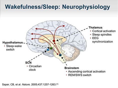 Narcolepsy By Maleana Khounvongsa