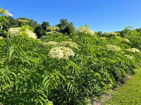 Which Elderberry Should I Grow The Farm On Central
