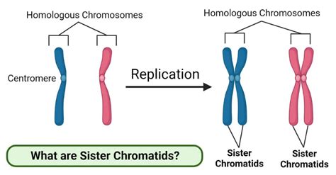 Sister Chromatids Formation Separation Functions Human Body Organs