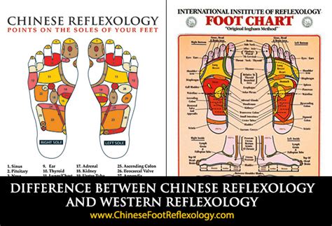 Chinese Foot Reflexology Diagram 28 Foot Reflexologie Stock Vectors
