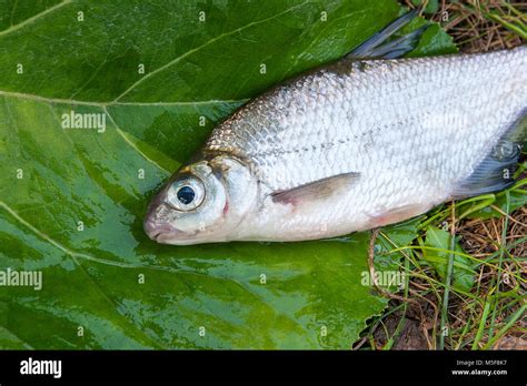 Close Up View Of The Just Taken From The Water Freshwater White Bream