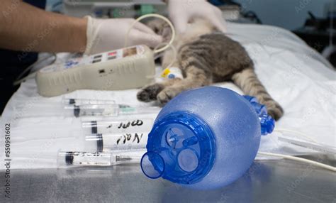 In the veterinary clinic, the cat is being resuscitated to save his life. The cat is connected ...