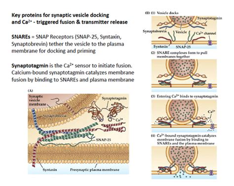Synaptic Vesicle Membrane Proteins