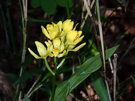中池見湿地へ。深山寺御山・中山 はのちゃんさんの天筒山・中池見湿地の活動データ Yamap ヤマップ