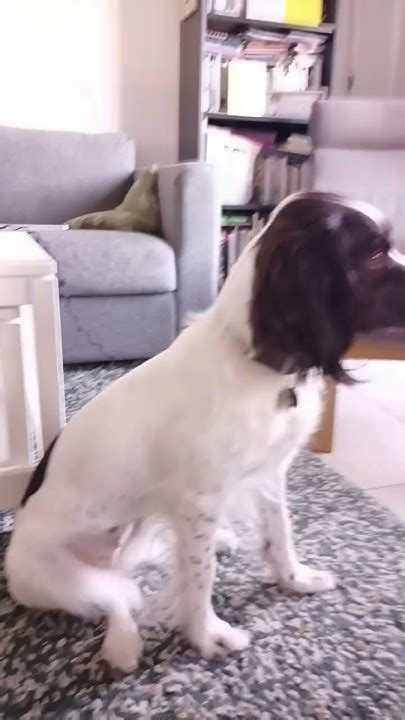 Mischievous Willow Spongebob Youtube