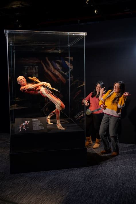 Body Worlds Vital The Franklin Institute