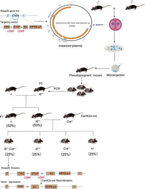 Construction Of Rosa26 Lsl Ie2− Camk2α Cre Mice Firstly Download Scientific Diagram