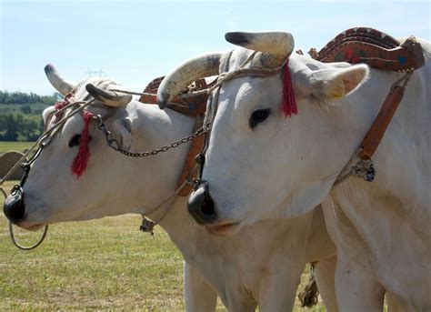 Chianina Cow