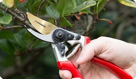 The 1 3 Rule For Pruning Shrubs Haus And Garten®