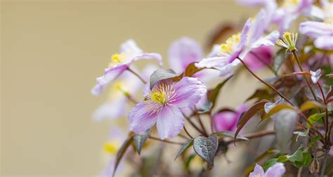 Clematis Pruning Groups Climbing Plants Roots Plants