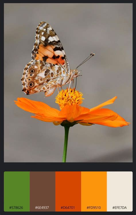 Aleksander Krsmanovic On Linkedin Znate Li Kako Se Zove Ovaj Leptir Monarh Kraljevski Leptir