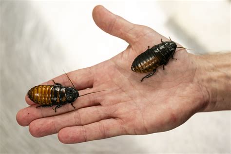St Louis Areas Butterfly House Discovers Mutant Cockroach Stlpr