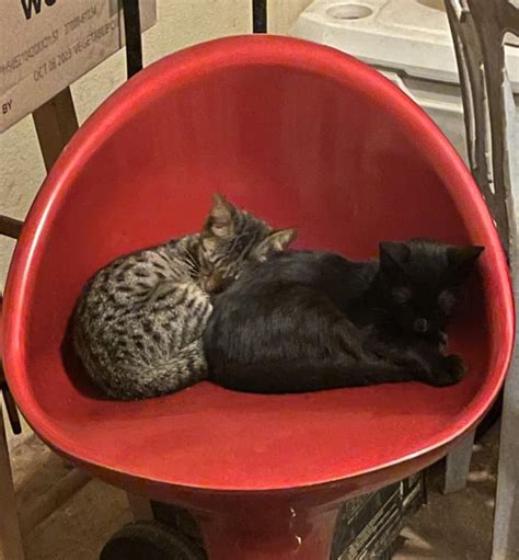 Trooper Love Cuddles And Licking Cameras Lol Rtegu