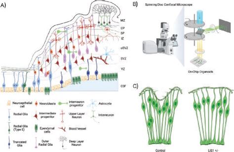 4 A Cell Lineages During Early Cortical Neurogenesis Neuroepithelium