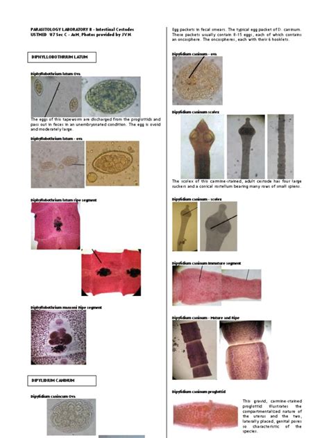 Para Lab 8 Pdf Protostomes Organisms
