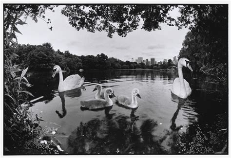 Central Park Bruce Davidson Magnum Photos