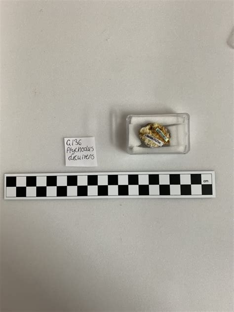 Pychodus Decurrens Tooth G36 Ehive