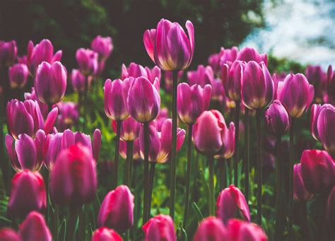 Fotografía Macro De Campos De Tulipanes Morados Foto Imagen De Flor