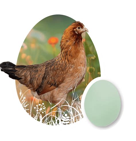 Olive Egger Hen Olive Egger Pullet 12 Weeks Deer Run Farm