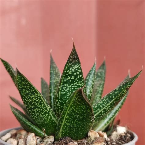 Gasteraloe Royal Princess Giromagi Cactus And Succulents