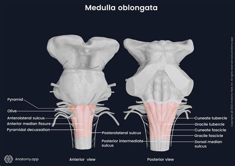Medulla Oblongata Anatomyapp