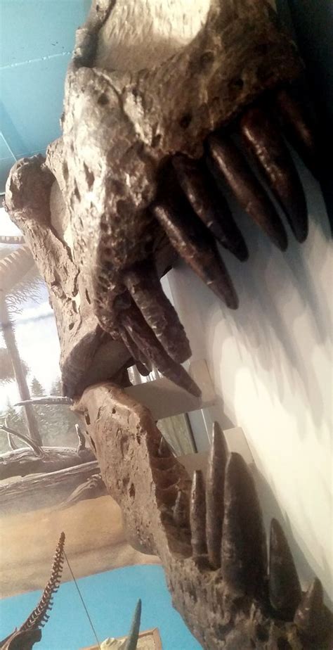 A Tyrannosaurus Rex Skull At The Canadian Fossil Discovery Flickr