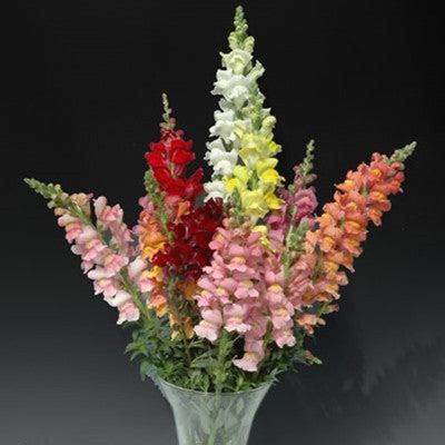 Snapdragon Rocket Mix F1 Seed Harris Seeds