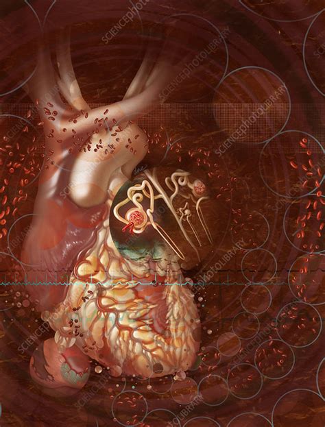 Normal Left Ventricular Ejection Fraction Stock Image C0048391